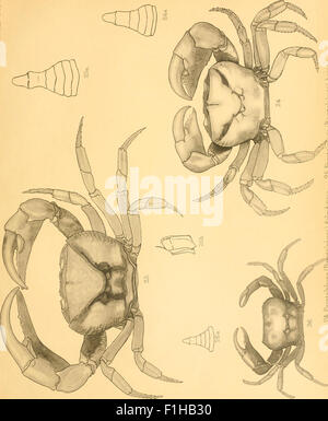 This 1901 catalogue details the decapod crustaceans in the Indian ...