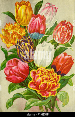 'Childs' Fall Catalogue of Bulbs and Plants' (1900) offers a selection ...