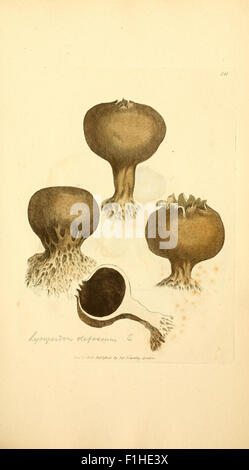 'Coloured Figures of English Fungi' illustrates various species of ...