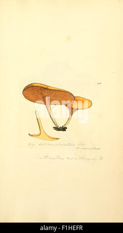 This plate from 'Coloured Figures of English Fungi' depicts detailed ...