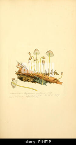 'Coloured Figures of English Fungi' includes detailed depictions of ...