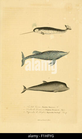 This work complements Buffon's studies on the natural world ...