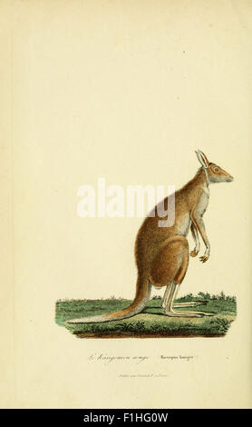 *Compléments de Buffon* is a continuation of Georges-Louis Leclerc ...