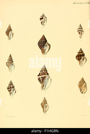 Conchologia iconica is a detailed work featuring illustrations of ...