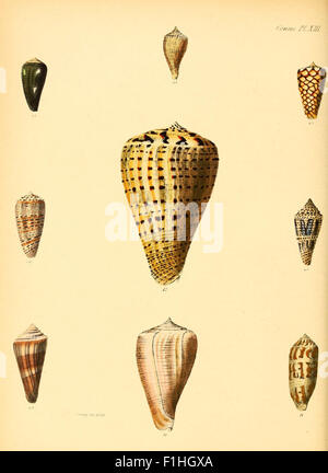 An illustration from 'Conchologia Iconica,' showcasing Conus shells ...
