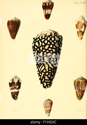 'Conchologia Iconica' is a work that showcases detailed illustrations ...