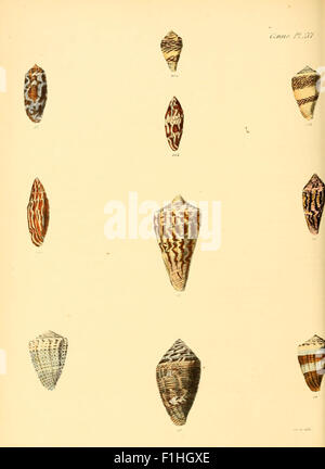*Conchologia Iconica* illustrates the shells of various mollusks ...