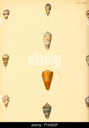 This work provides detailed illustrations of the Conus genus of ...
