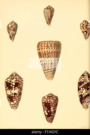 'Conchologia Iconica' presents detailed illustrations of mollusk shells ...