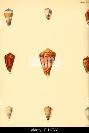 An illustration plate from 'Conchologia Iconica,' featuring detailed ...