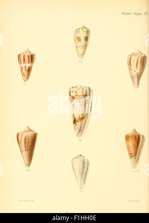 "Conchologia Iconica" provides illustrations of molluscan shells, with ...