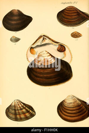 *Conchologia Iconica* illustrates the shells of various mollusks ...