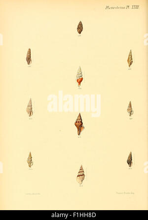 *Conchologia Iconica* presents detailed illustrations of mollusk shells ...