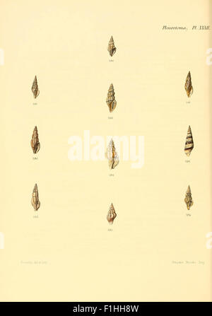 'Conchologia Iconica' features detailed illustrations of molluscan ...