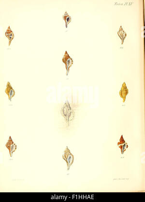 *Conchologia Iconica* features detailed illustrations of mollusks ...