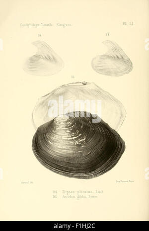 A work on the freshwater mollusks of the Nanking province and central ...