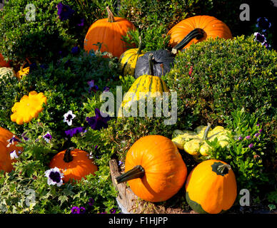 Fall scene with pumpkins Stock Photo - Alamy