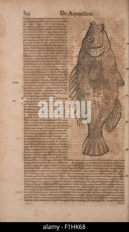 A historical work by Conrad Gesner, providing illustrations and ...