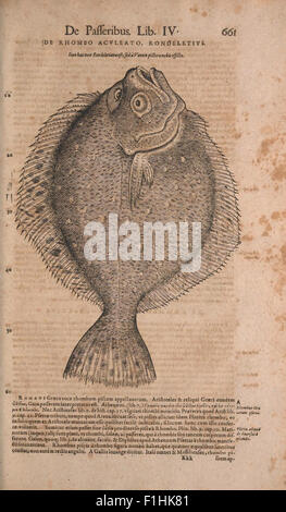 This work by Conrad Gesner, published in the 16th century, presents a ...