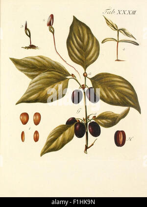 This German botanical work presents wild trees, shrubs, and bushes ...