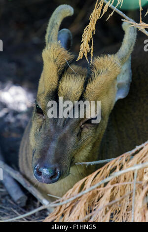 Male Asian Reeve's muntjac deer (Muntiacus reevesi), closeup of the ...