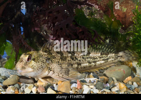 Shanny, combtooth blenny, Schan, Schleimlerche, Lipophrys pholis ...