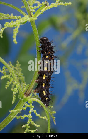 Admiral, Raupe frisst an Brennnessel-Blatt, Vanessa atalanta, Pyrameis ...