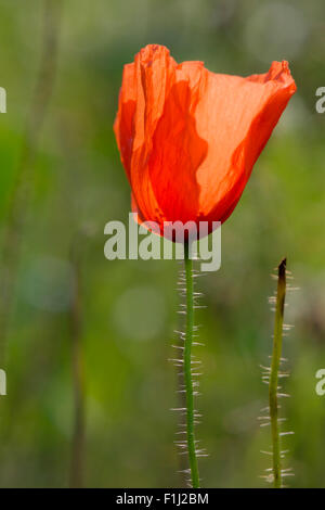 Abstract Poppy Rose Stock Photo - Alamy
