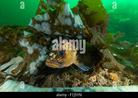A quillback rockfish Sebastes maliger hides amongst the algae in Alaska ...