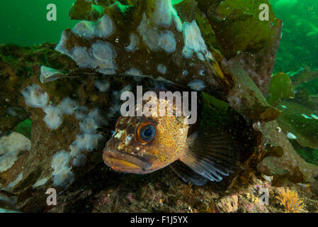 A quillback rockfish Sebastes maliger hides amongst the algae in Alaska ...