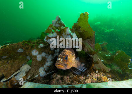 A quillback rockfish Sebastes maliger hides amongst the algae in Alaska ...