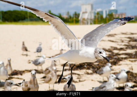 Seagulls on the beach, Miami, Miami-Dade County, Florida, USA Stock ...