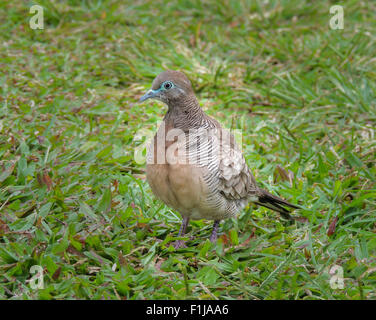 Maui, Hawaii. Zebra Dove; Geopelia striata sitting on a railing Stock ...