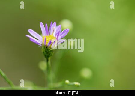 Newly opened Short's aster flower. Symphyotrichum shortii Stock Photo ...