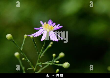 Newly opened Short's aster flower. Symphyotrichum shortii Stock Photo ...