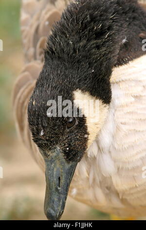 Closeup shot of a Canadian goose Stock Photo - Alamy