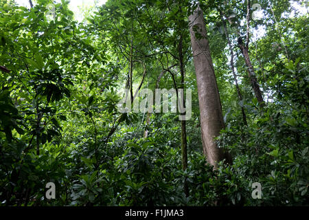 Canopy and gigantic trees in Carara National Park, Costa Rica, Central ...