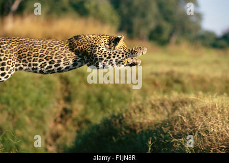 Leopard in mid-air jumping up steep rockface Stock Photo - Alamy