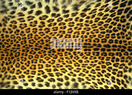 Close-up of leopard skin Stock Photo - Alamy