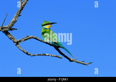 Bee-eater on a branch Stock Photo - Alamy