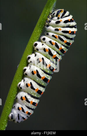 Papilionidae in a green tree of fennel Stock Photo - Alamy