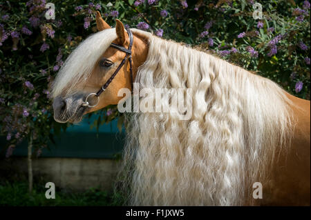 Beautiful Haflinger mare portrait with long mane Stock Photo - Alamy