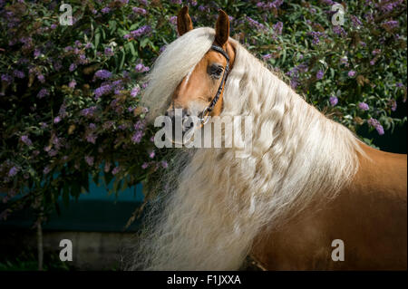 Beautiful Haflinger mare portrait with long mane Stock Photo - Alamy