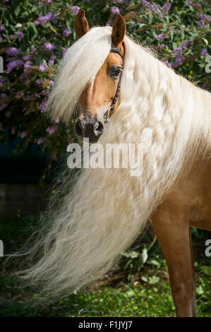 Beautiful Haflinger mare portrait with long mane Stock Photo - Alamy