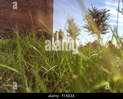 low angle view of fresh grass in the forest Stock Photo - Alamy