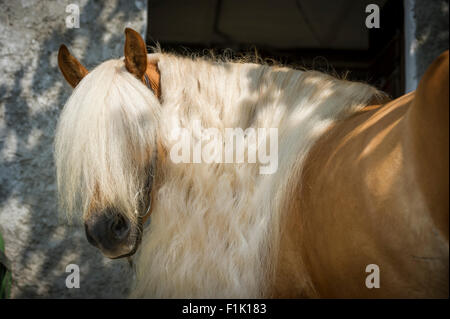 Beautiful Haflinger mare portrait with long mane Stock Photo - Alamy