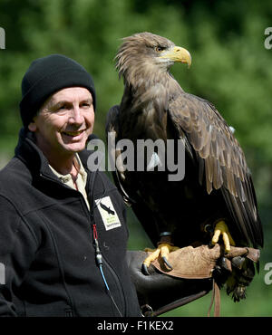 Eekohlt, Germany. 26th Aug, 2015. Barn owl 'Ronja' flies above the ...
