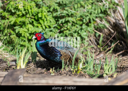 Pheasant. Melanistic Mutant. Game Bird. These large beautiful pheasants ...