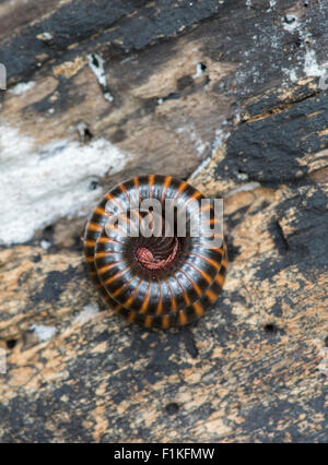 Amber banded millipede (Pachybolus ligulatus) curled up, Barbados Stock ...