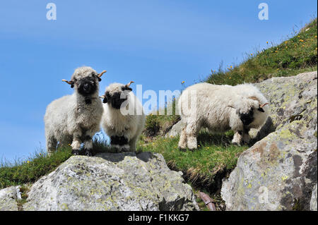 WALLIS VALAIS, SWITZERLAND, EUROPE - The Valais Blacknose sheep ...